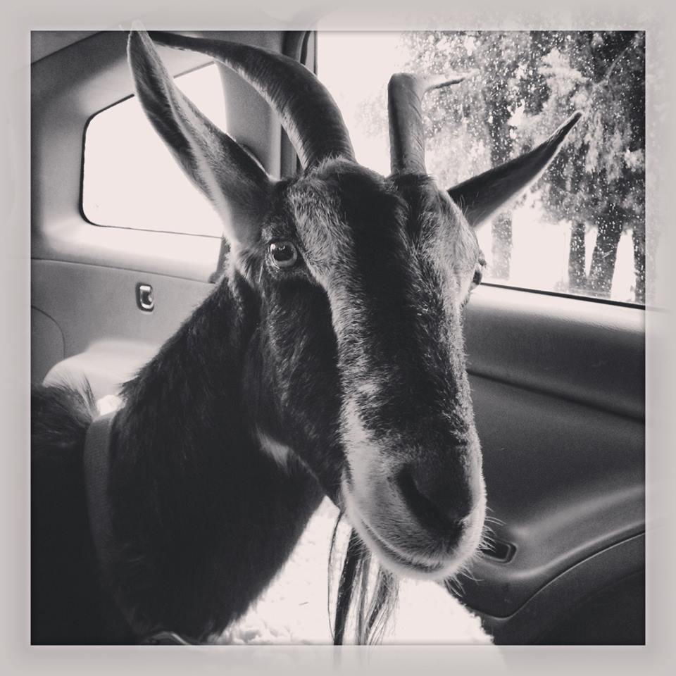 Selma – Harvest Home Animal Sanctuary