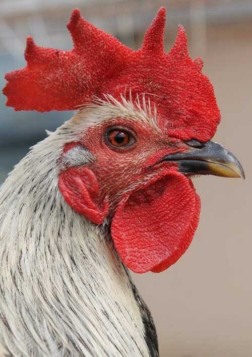 Darren – Harvest Home Animal Sanctuary