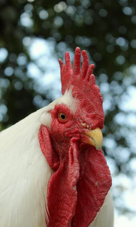 Adrian – Harvest Home Animal Sanctuary