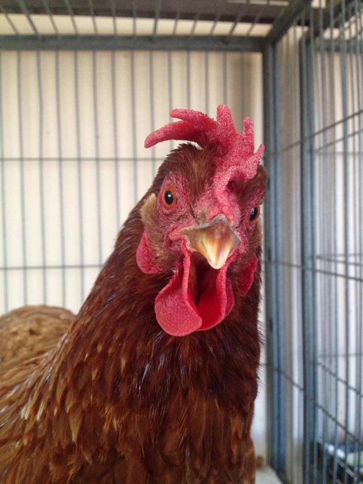Brooklyn – Harvest Home Animal Sanctuary