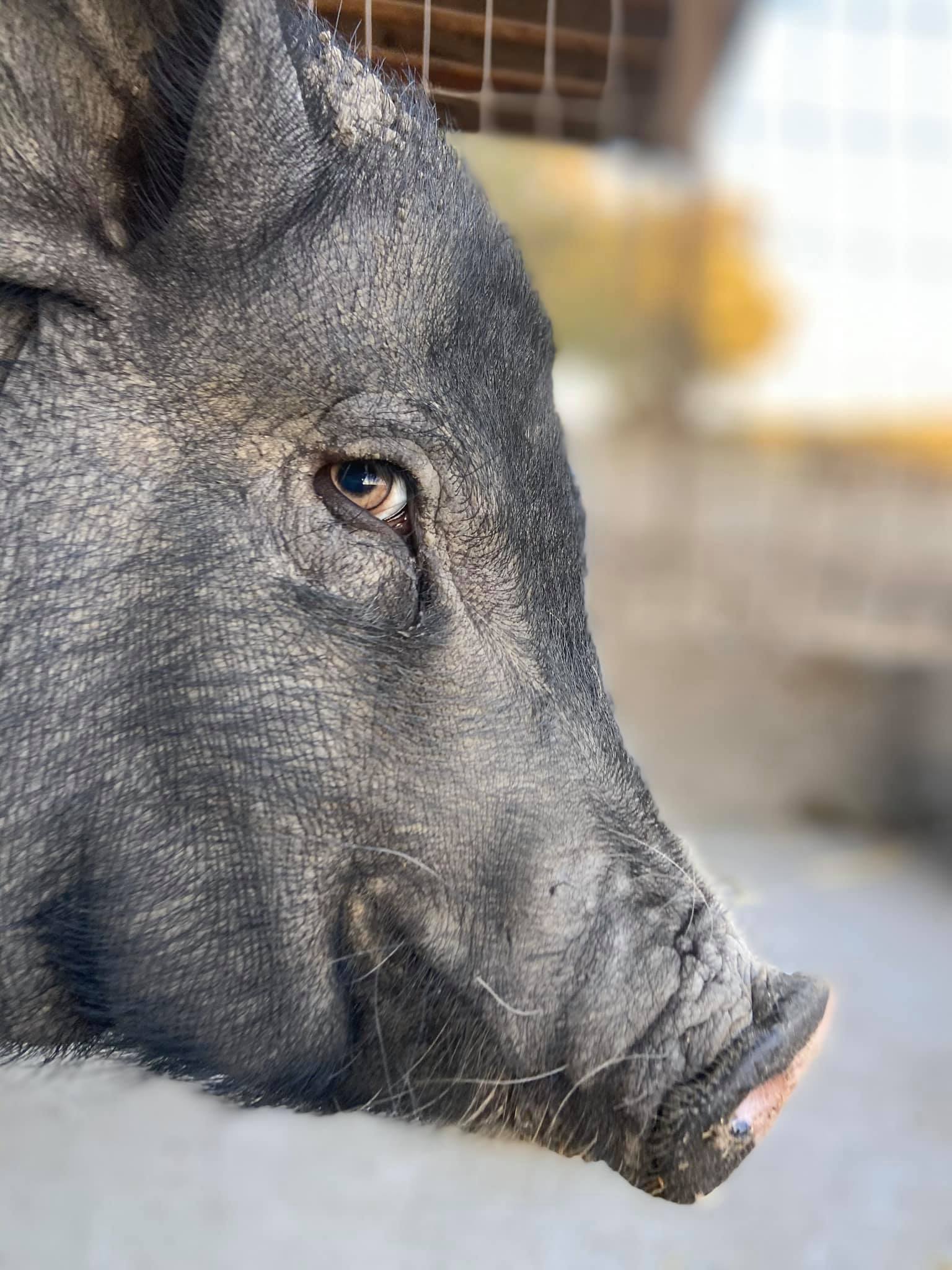 The Animals – Harvest Home Animal Sanctuary